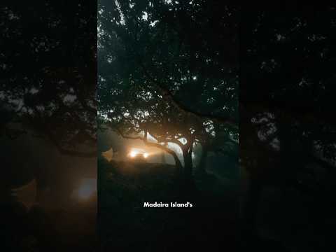 Why Madeira's "Fog Forest" is so Special 🌿