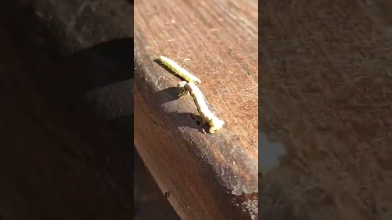 #Terrifying Inchworm in Attack Mode |#shorts #bugshorts #theairport