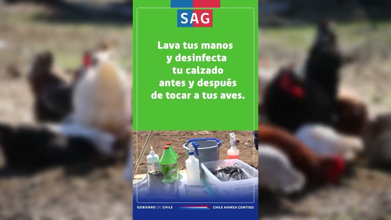 ¡Protege a tus aves de la influenza aviar! – Chile Agrícola