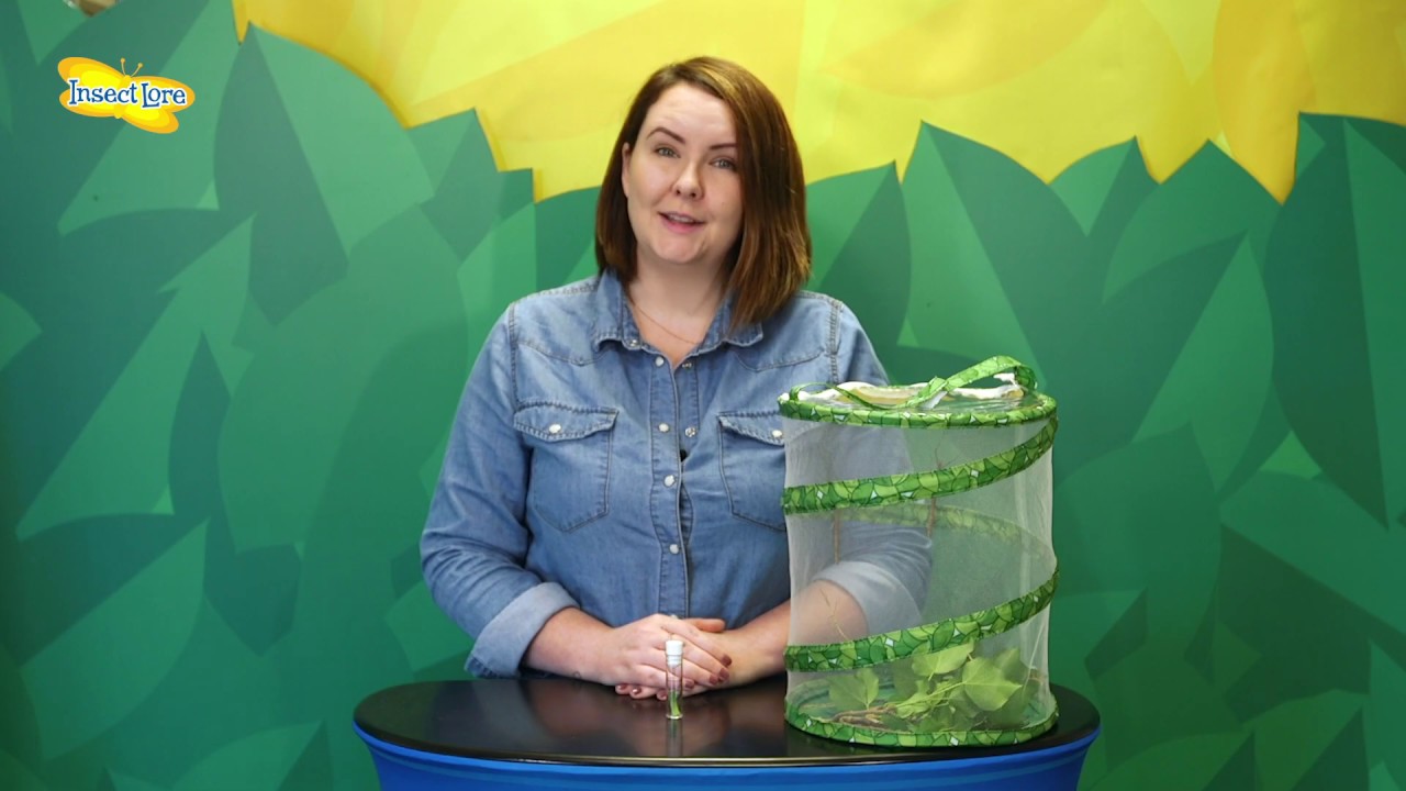 Insect Lore - Stick Insect Eggs