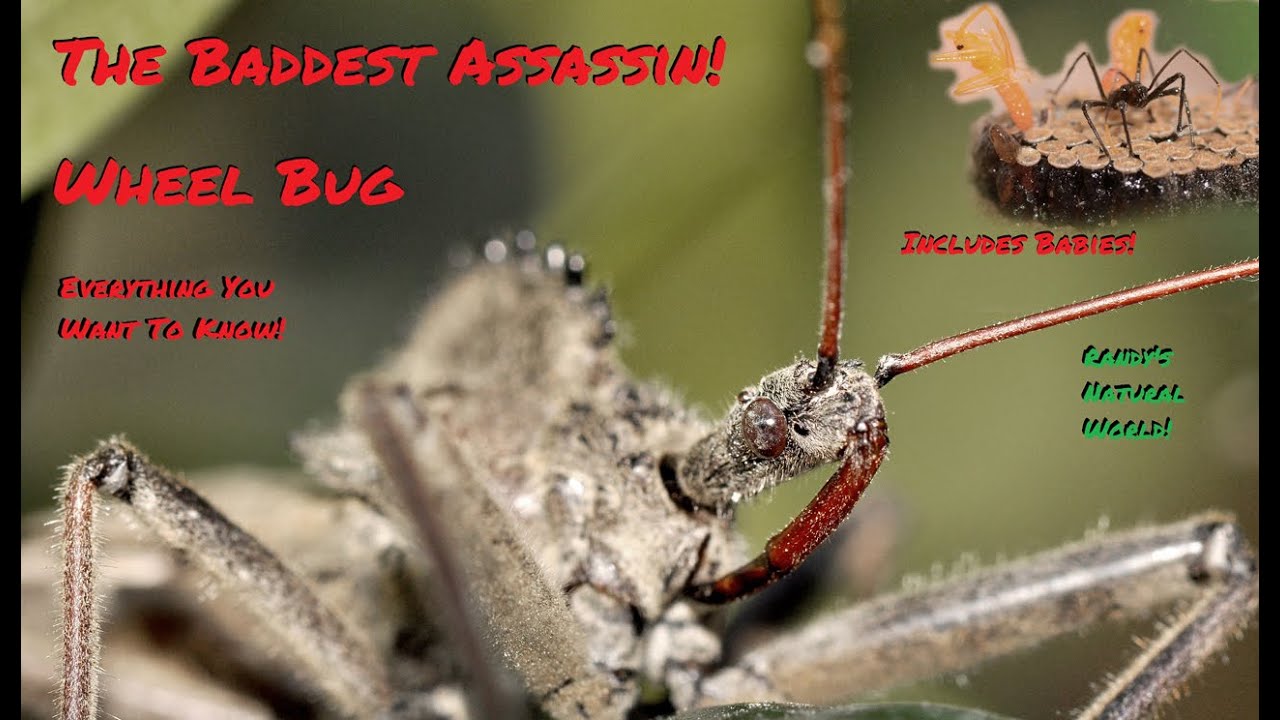 Wheel Bug: The Baddest Assassin