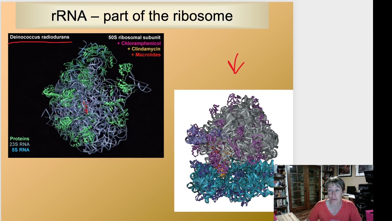 Understanding the Three Types of RNA: mRNA, rRNA, and tRNA | Galaxy.ai