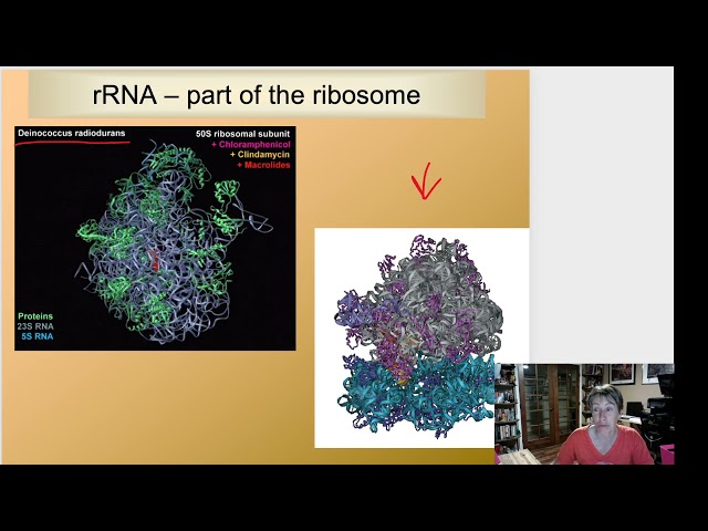 Understanding the Three Types of RNA: mRNA, rRNA, and tRNA | Galaxy.ai