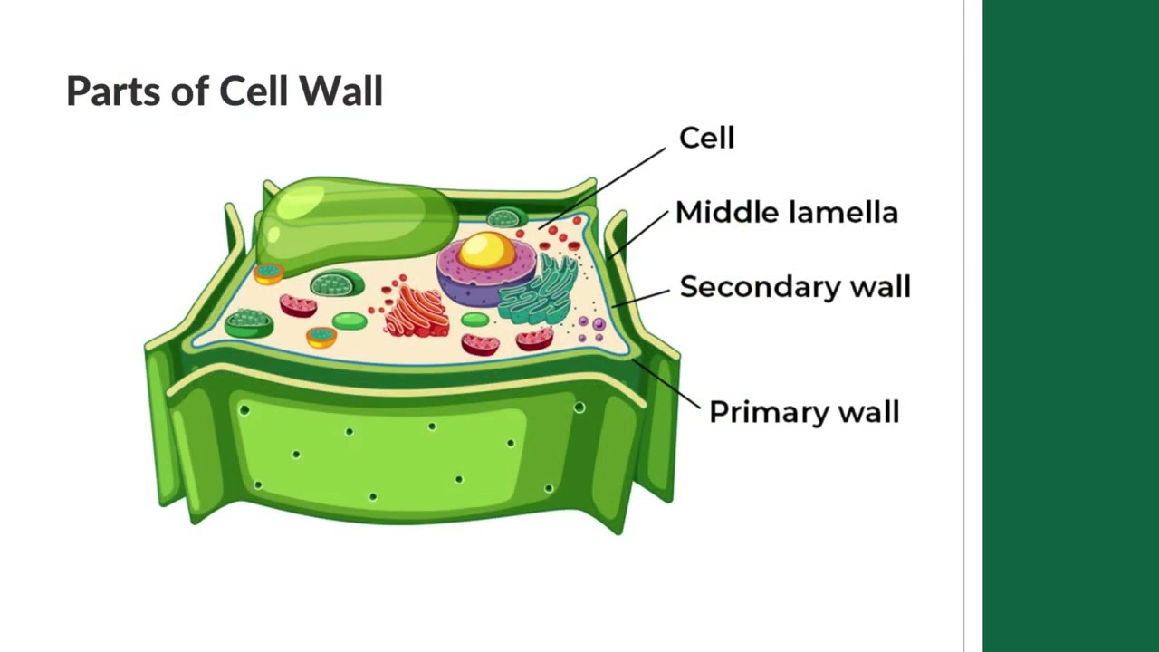 Understanding The Cell Wall Structure And Function Galaxy Ai