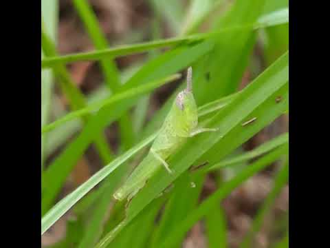Tiny-Nymph Grasshopper-201st. #tiny #grasshopper #nymph #green #plural #eyes #antenna #birdsounds