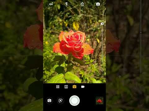 macro photography ⚡ flowers tips and tricks 2023 #shorts #tips