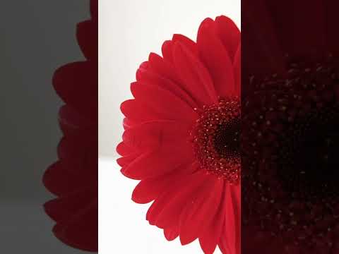 Red Flowers Stock Photos, Pictures & Royalty-Free Images