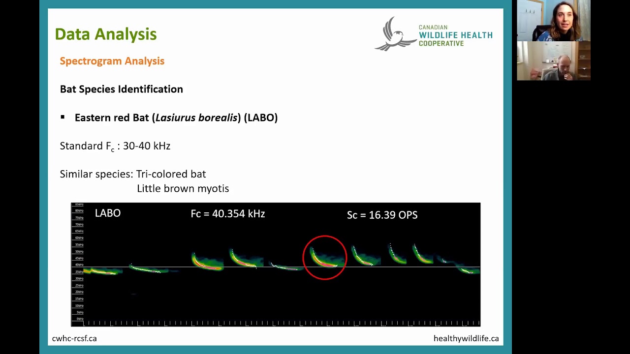 Spectrogram analysis