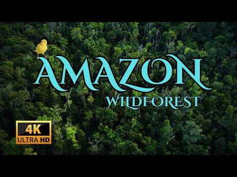 Amazon 4K - The World’s Largest Tropical Rainforest Adventure and Beautiful Wildlife #46