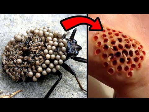 Dangerous Animals You Should NEVER Touch