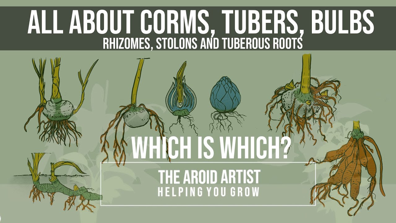 What is a Bulb, Corm, Tuber, Rhizome, Tuberous Roots: Confused? Not anymore!