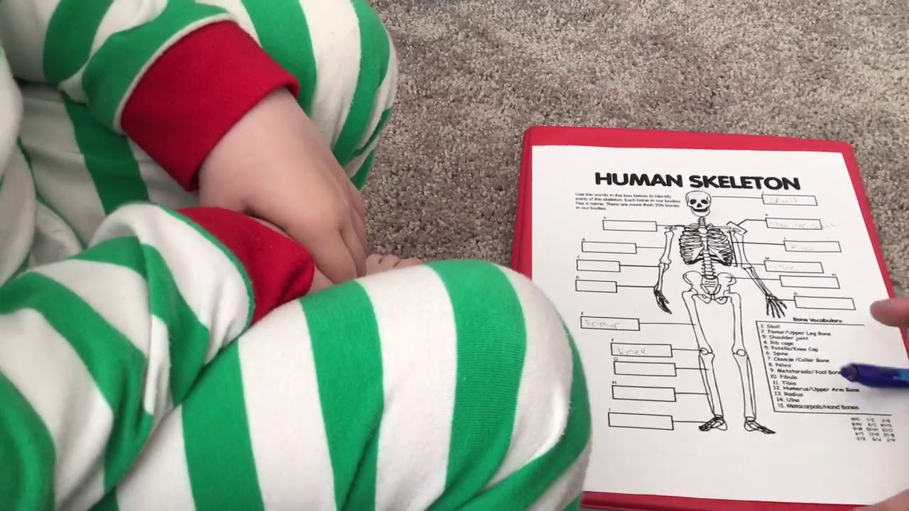 Human skeleton worksheet