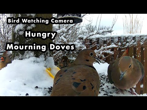 Bird Watching Camera - Hungry Mourning Doves Crowding The Bird Feeders