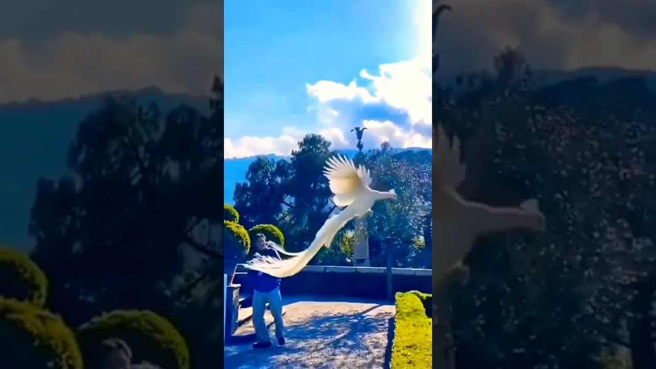 Come to see the white phoenix🤍✨ #birds #shorts #ytshorts