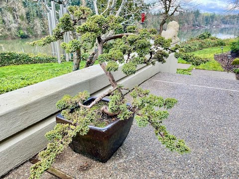 The Art of Japanese Style Aesthetic Pruning Called “Sukashi” and ...