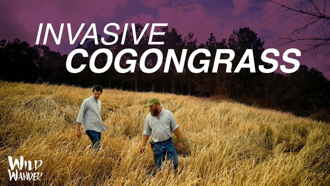 Invasive Cogongrass (Imperata cylindrica) | Conservation Education | WILD WANDER