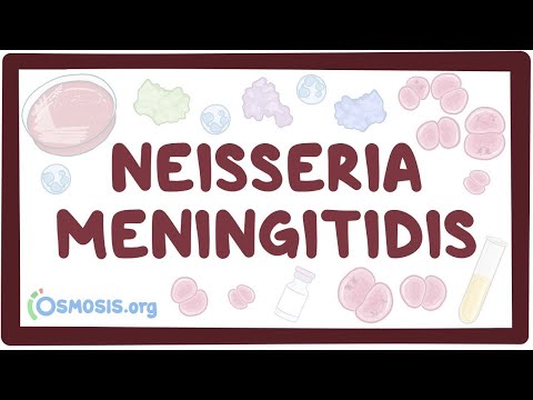 Neisseria meningitidis - an Osmosis Preview