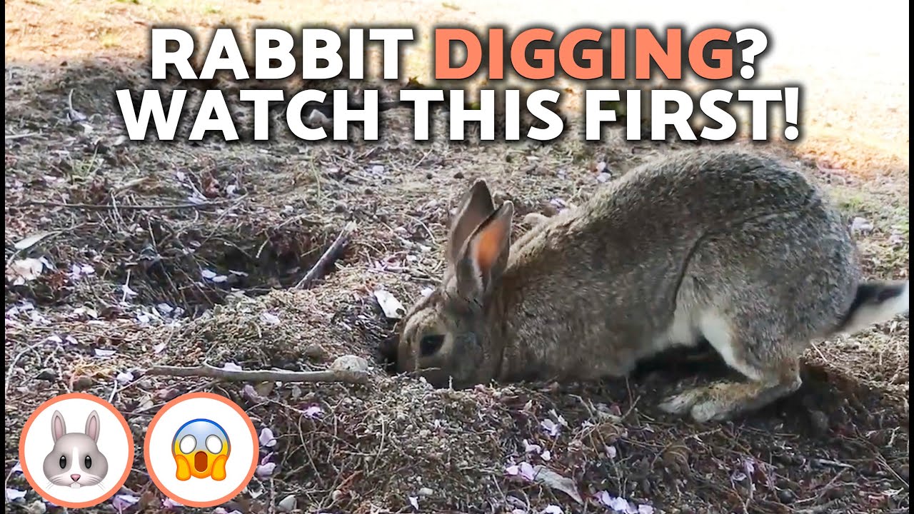 Why Do RABBITS DIG HOLES in the GROUND? 🐰😱 (7 Shocking REASONS You Never Thought About!)