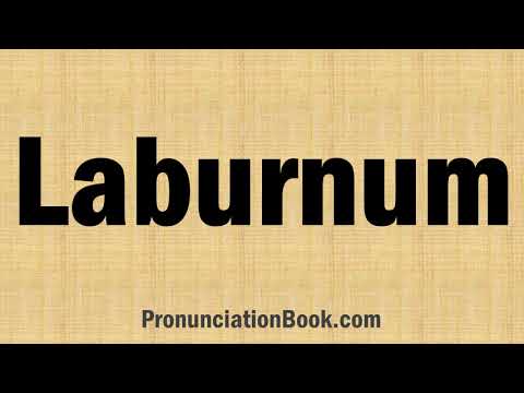How to Pronounce Laburnum