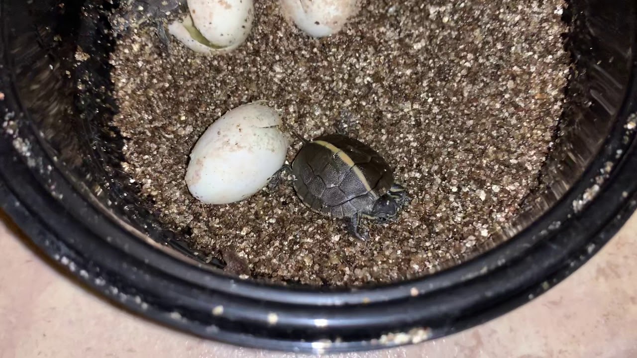 Southern Painted Turtles Hatching