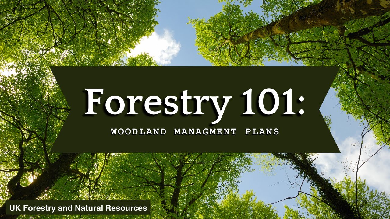 Forestry 101: Woodland Management Plans