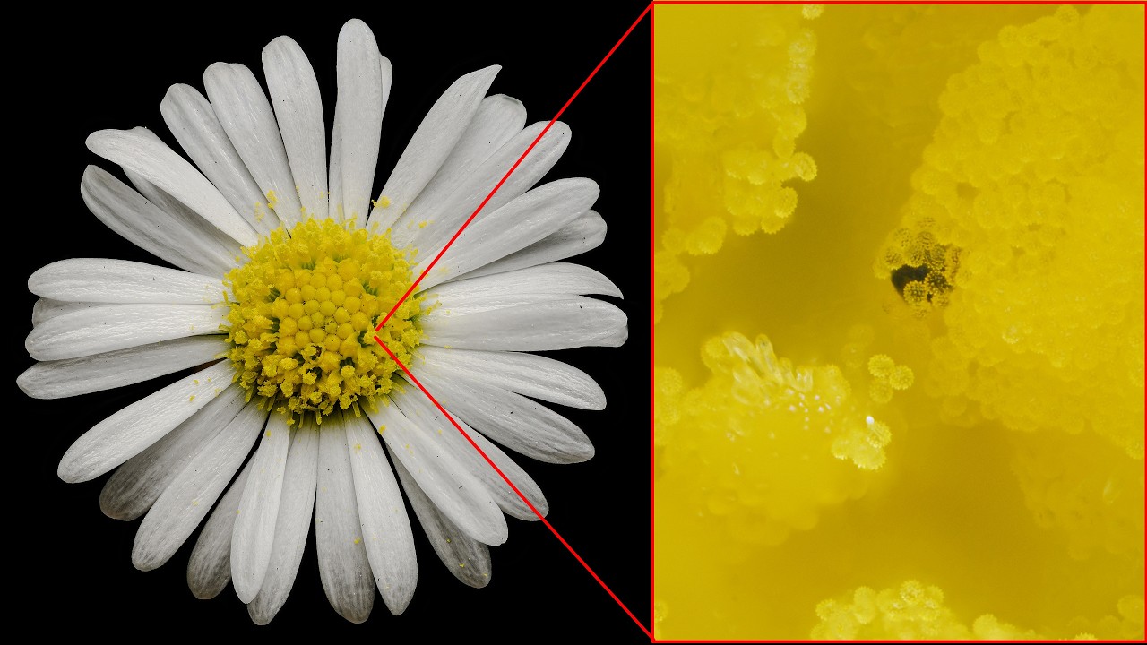 Zoom to a daisy flower to the microscopic level