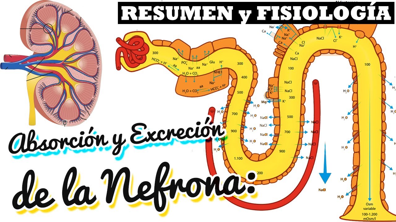 NEPHRON Absorption and Secretion PHYSIOLOGY