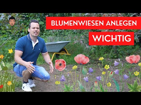 Insektenfreundlicher Garten durch Blumenwiesen anlegen- Insekten und Vögel