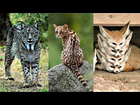 15 Beautiful Rare Animals You Won't Believe Actually Exist
