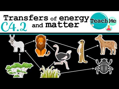 (C4.2) - Transfers Of Energy And Matter - IB Biology (SL/HL)