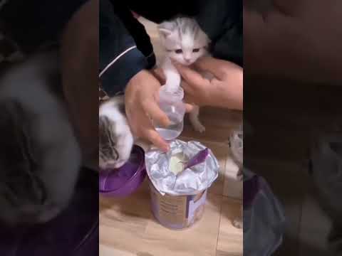 feeding milk powder in case of mother is not there.