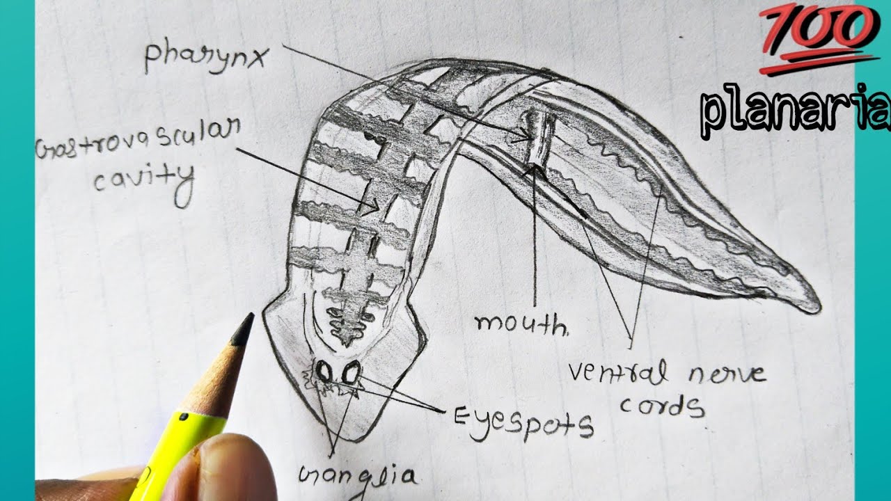 Classification of animals, Phylum : platyhelminthes | How to draw planaria labelled diagram