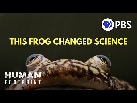 How This Frog Changed Science 🐸