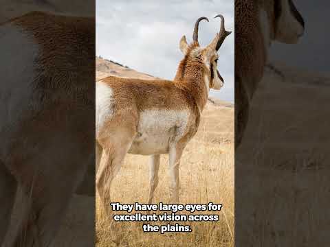 Pronghorn: The Fastest Land Animal in North America!