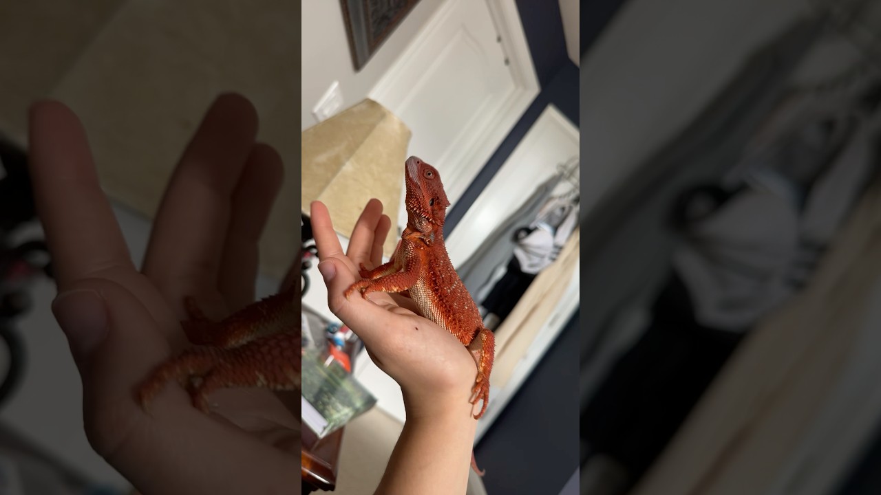 Red Monster Bearded Dragon (5.5 Months old) #beardeddragon #redmonster #redbeardeddragon #reptiles