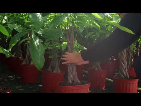 Amazon com Costa Farms Money Tree, Easy Care Indoor Plant, Live Houseplant in Ceramic Planter Pot,