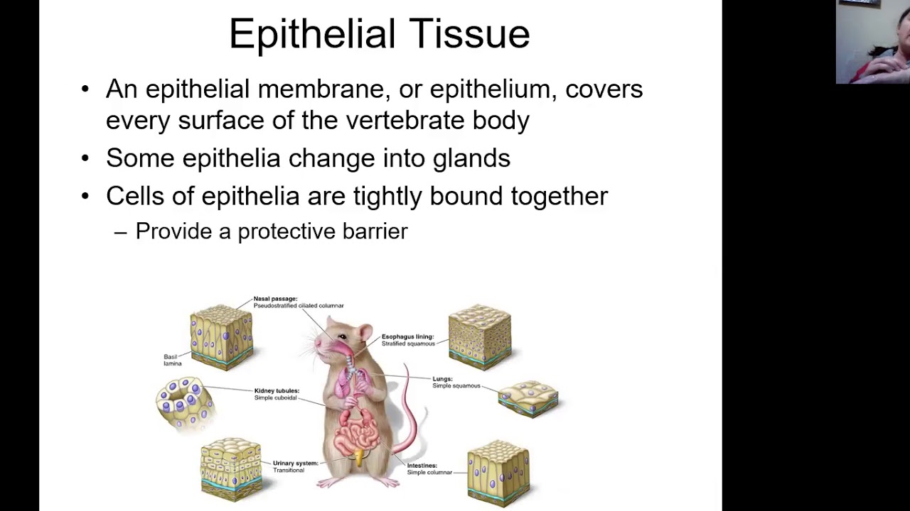 Animal Tissues
