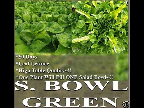 ORGANIC SALAD BOWL GREEN Lettuce seeds ~ HIGH TABLE QUALITY , SEEDS on www.MySeeds.Co