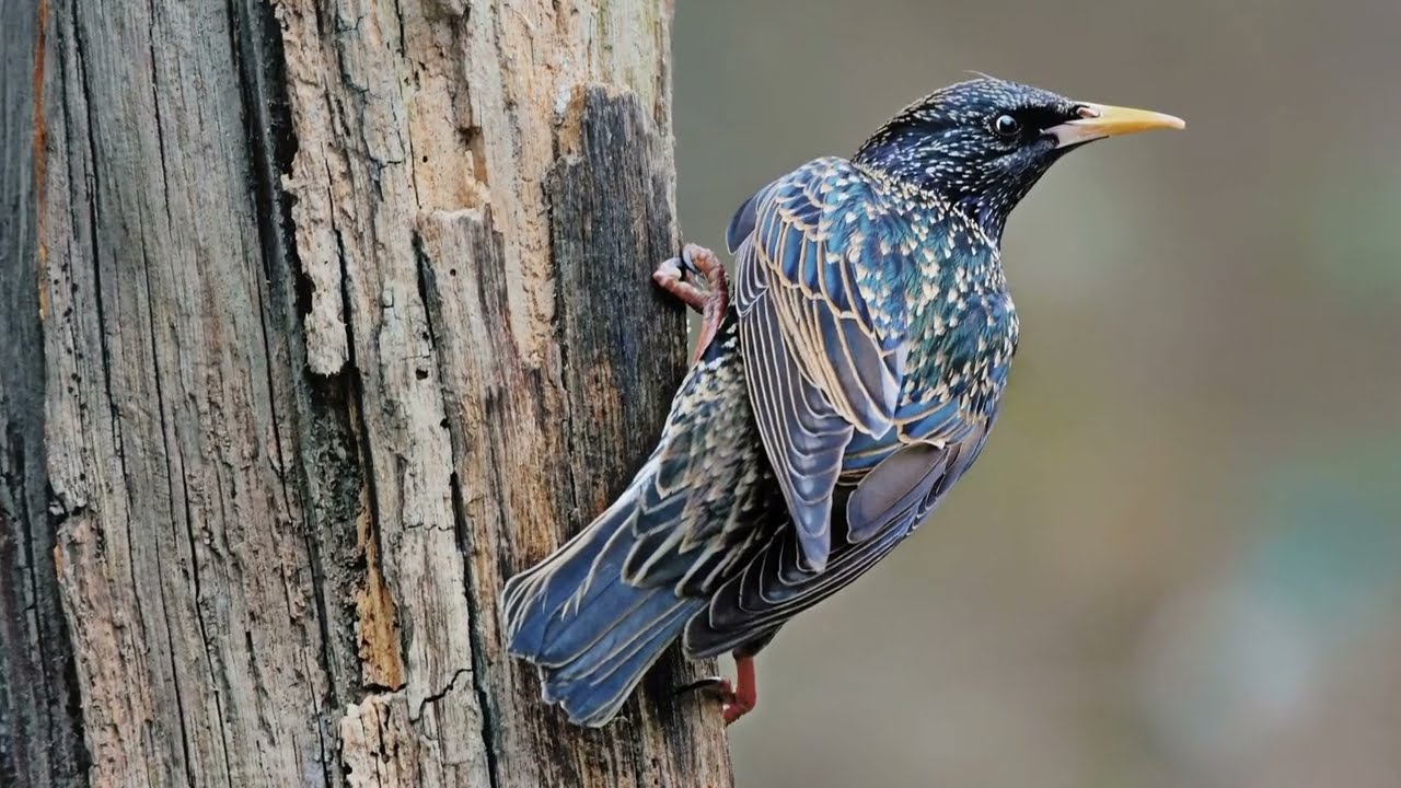 Top 10 Facts About Starlings | Starling Bird Secrets