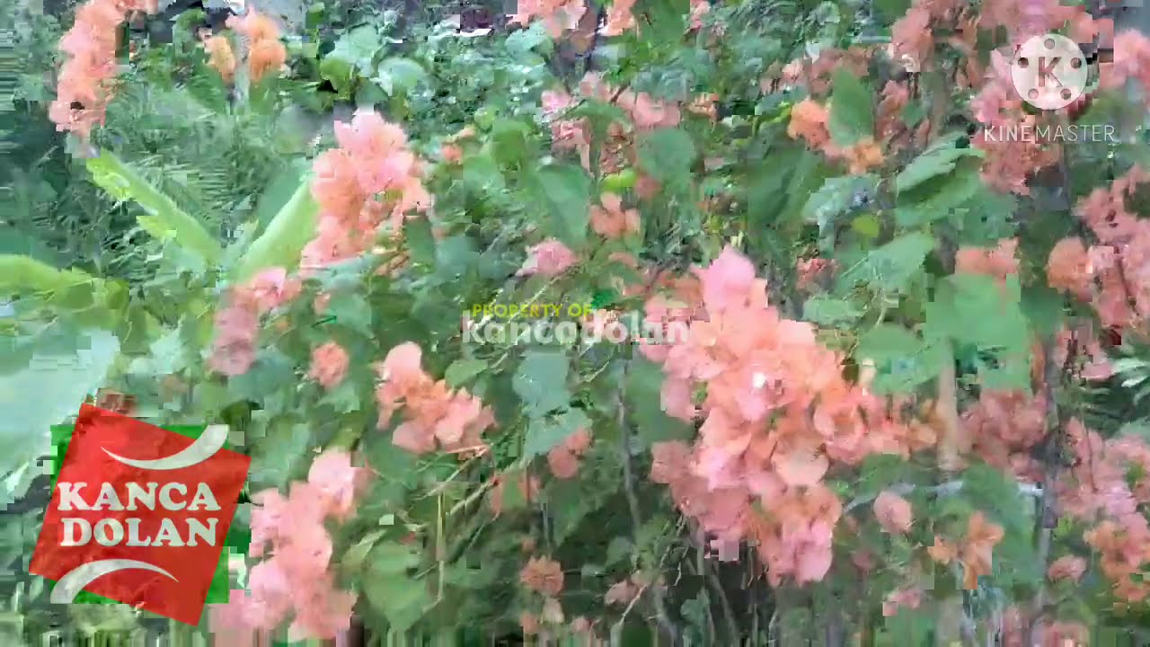 Harga Bonsai Bougenville | Stek Bonggol Bougenville | Kembang Kertas