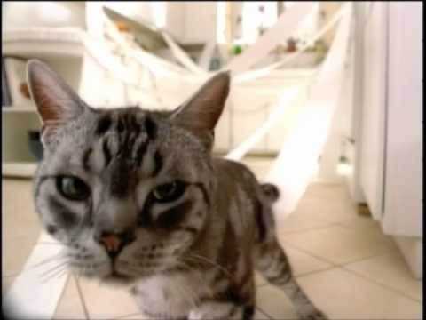 Funny Commercials – Fresh Step Scoop Litter – ‘Wrong Cat Litter’ | bens86