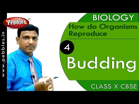 Budding |How do Organisms Reproduce |Biology |CBSE Class 10 Science