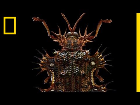 Beauty Through the Microscope: Bugs Like You’ve Never Seen Them Before | Short Film Showcase