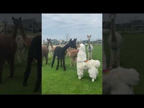 Alpaca Imposter || ViralHog