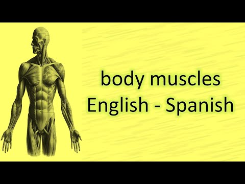 Body muscles in English and Spanish