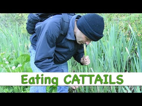 SURVIVAL! Wild cattails for a quick nutritious food