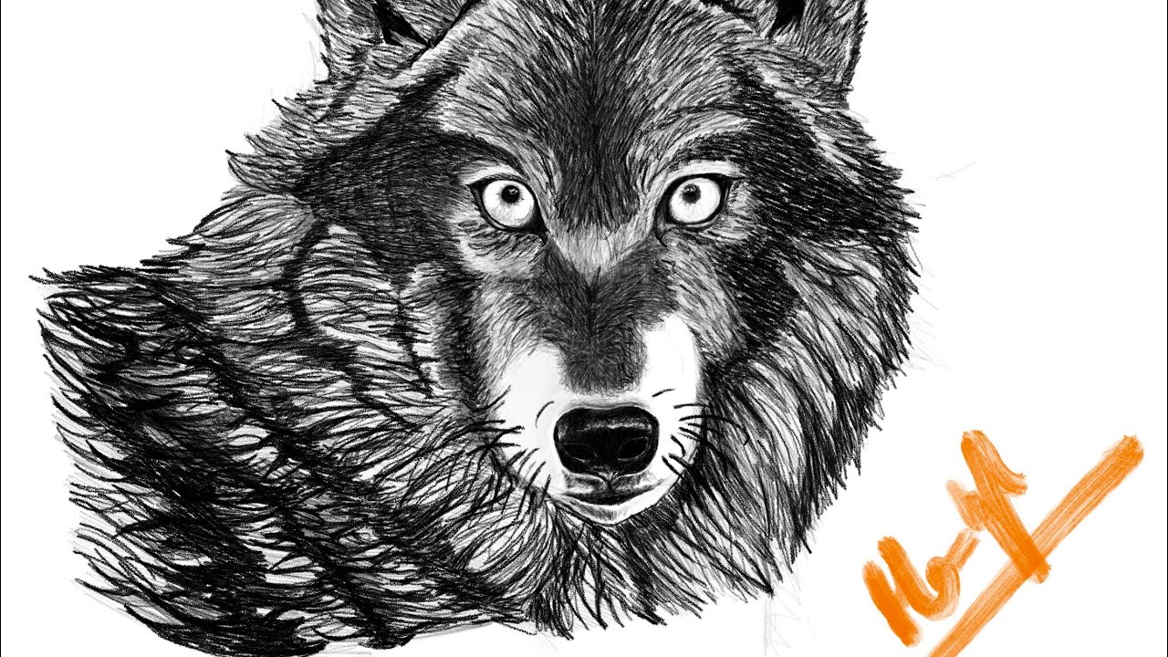 Drawing Wolf / Procreate Timelapse / By HD