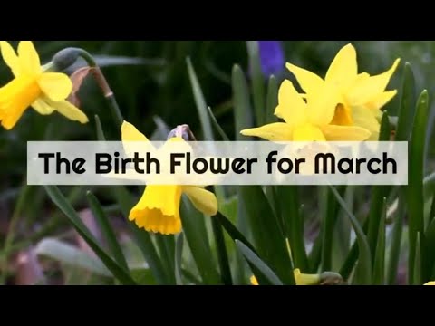 The Birth Flower for March is the Daffodil