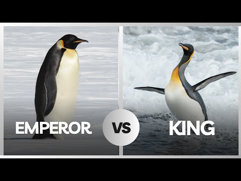 Emperor Penguin Vs King Penguin