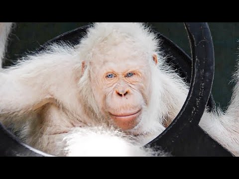 TOP 15 RARE Albino Animals